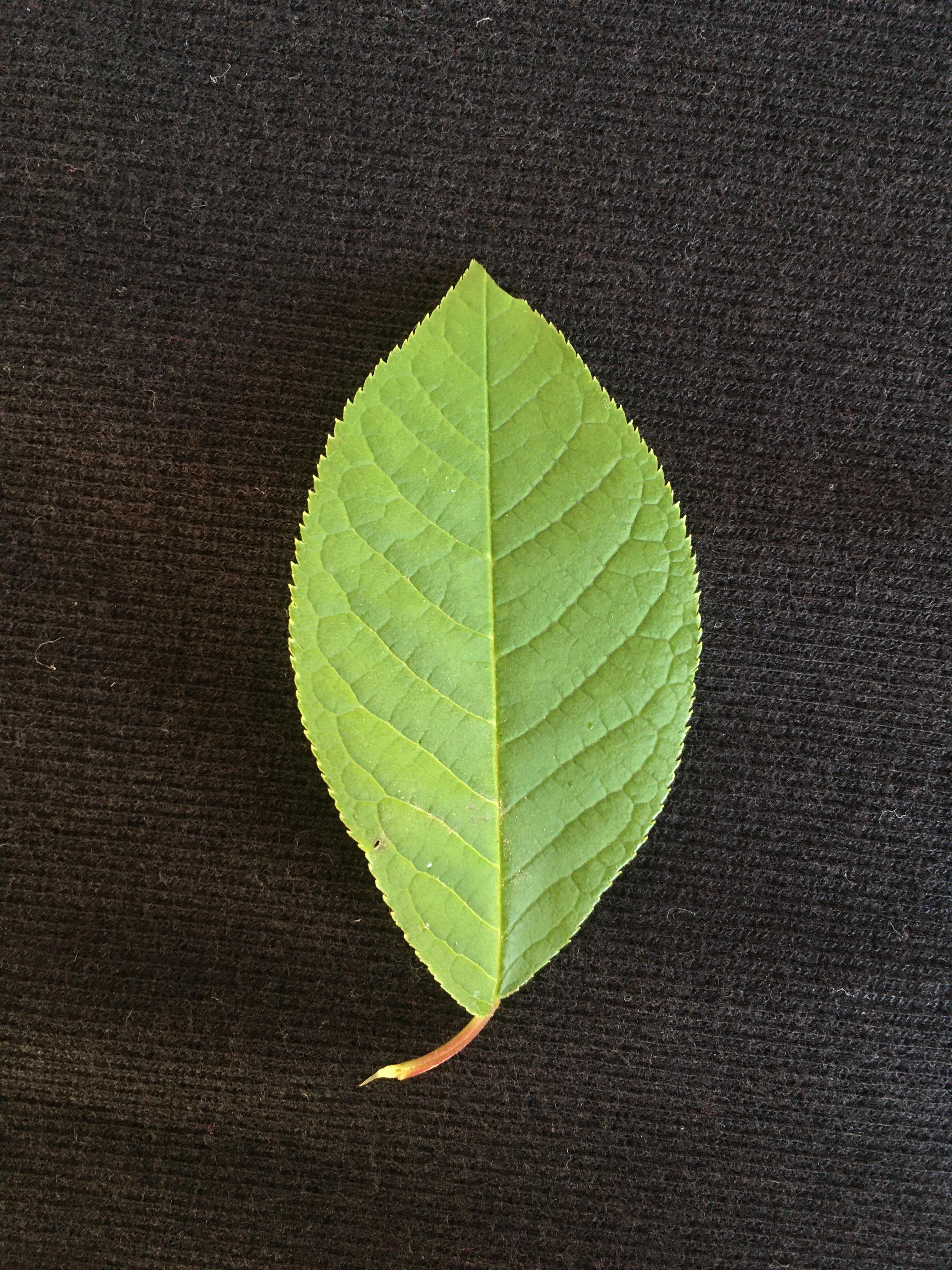 Fotos zur Baumbestimmung